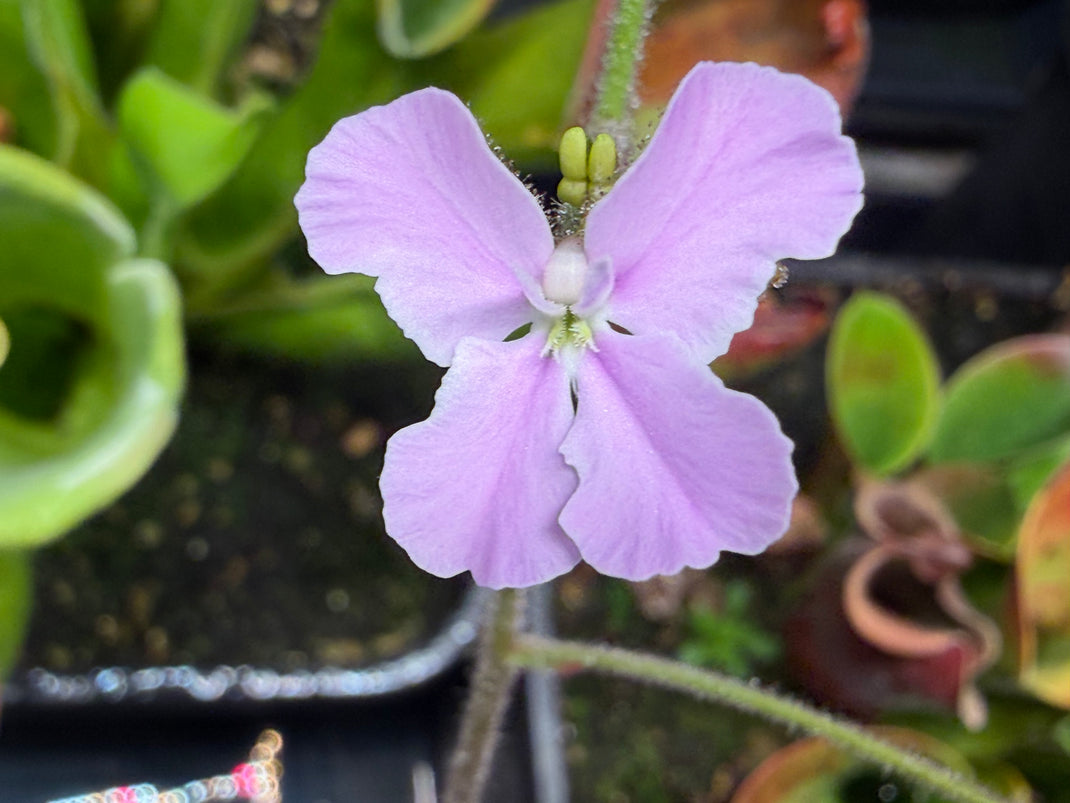 Stylidium (Trigger-plants) – Flora Horrors