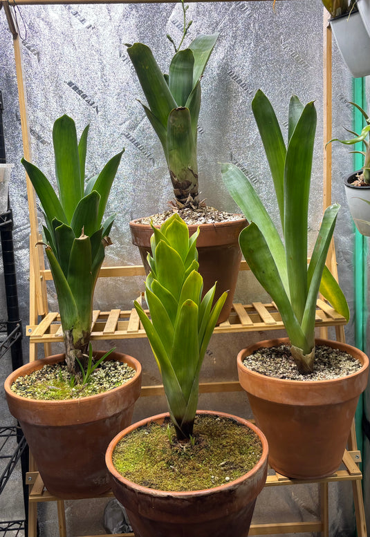 CARNIVOROUS BROMELIADS – Flora Horrors