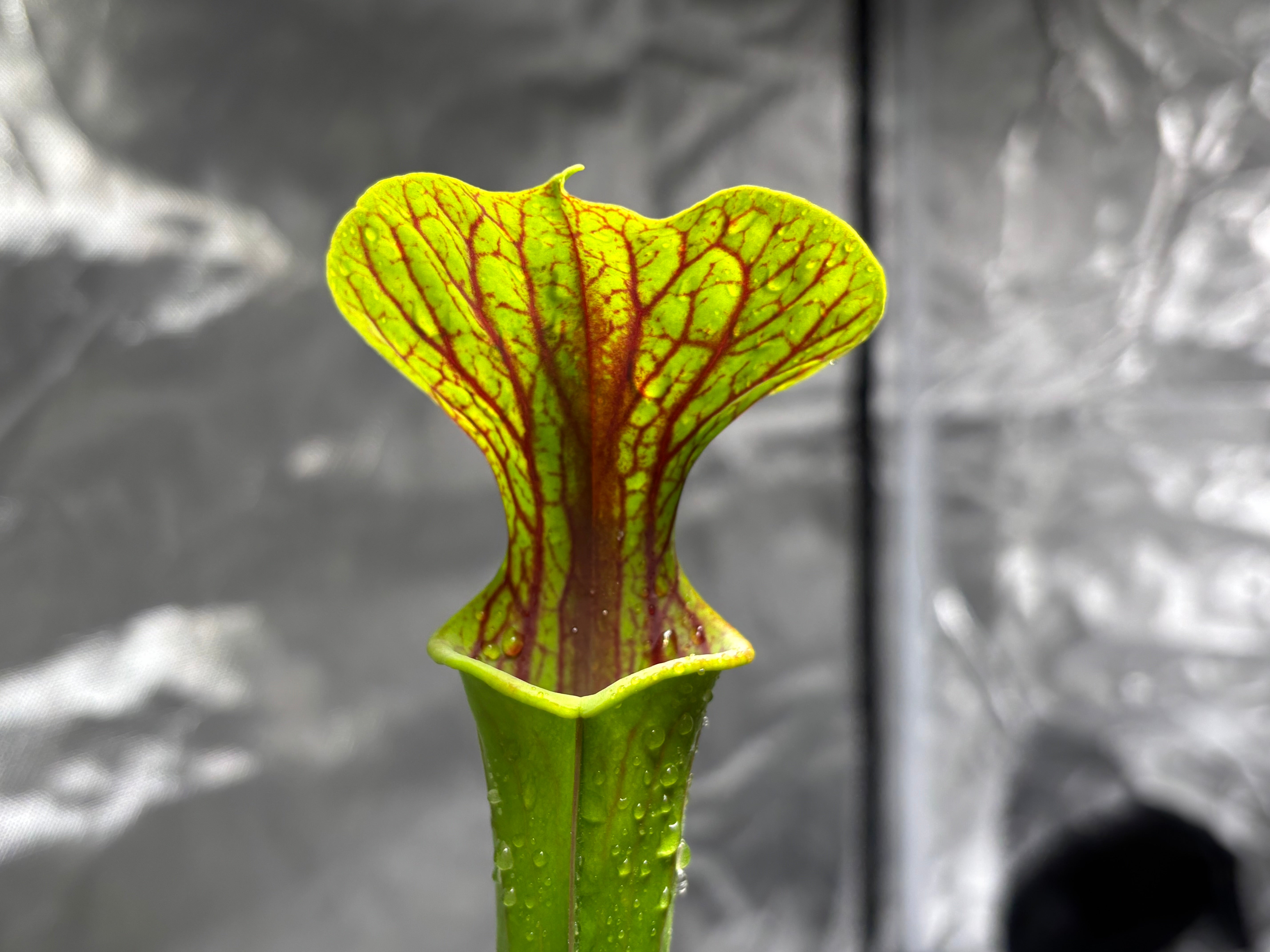 Sarracenia (North American Pitcher Plants) – Flora Horrors